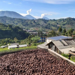 Beangasm | RATAMBA SWEET MANGO-240 HRS ANAEROBIC NATURAL